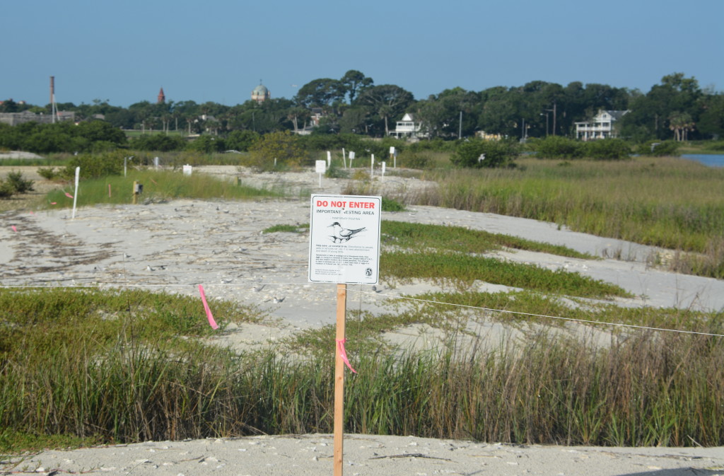 Watch out for nesting shorebirds on the beach this summer - Florida ...
