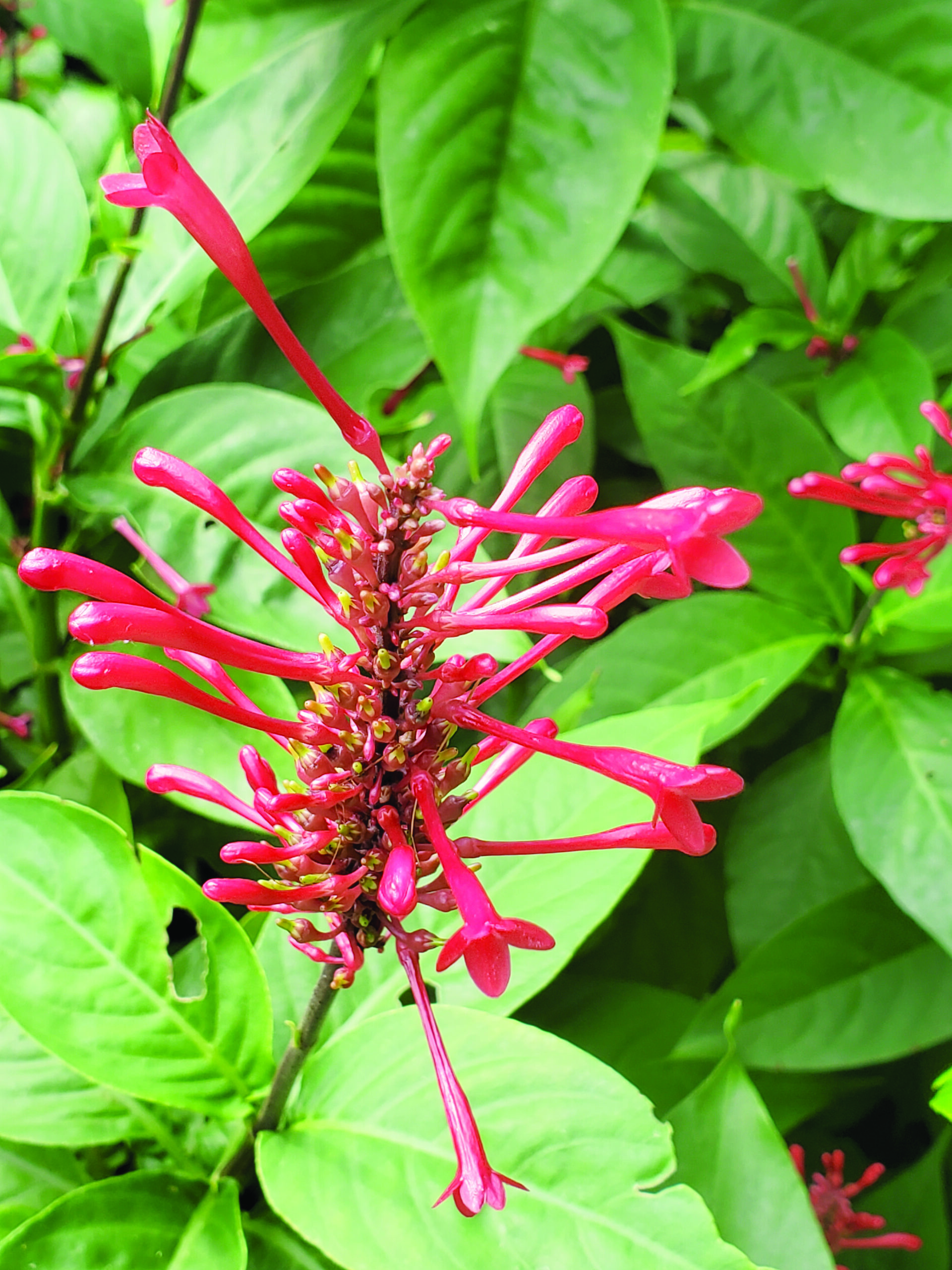 Gardening | Welcome to Fall - Florida NewsLine